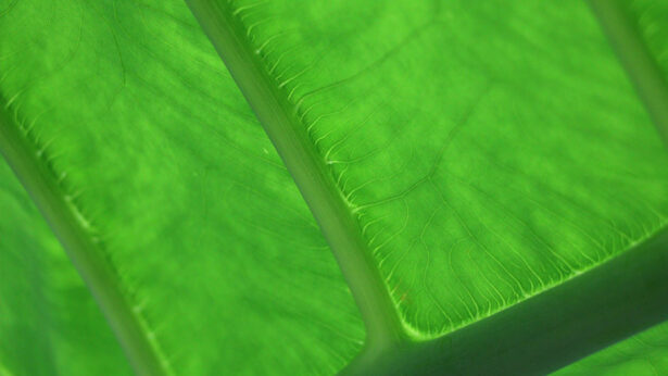 Chlorophyll Determination | Centrifuge App | Hettich